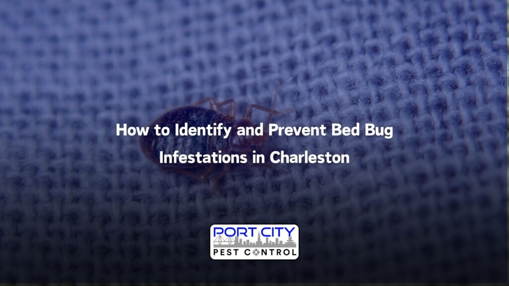 How to Identify and Prevent Bed Bug Infestations in Charleston - Port ...