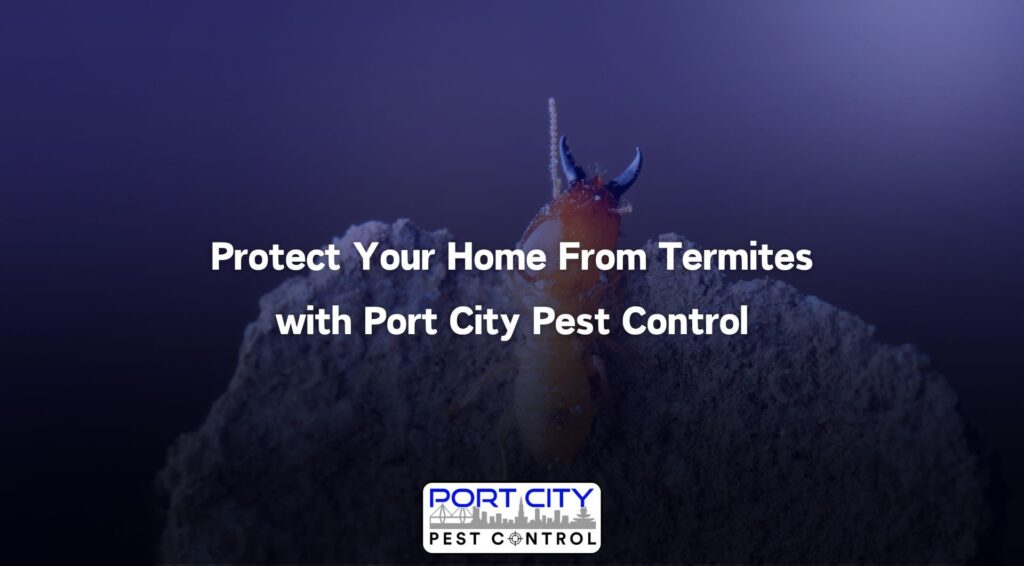 Prevent Termite Damage Before It Starts: Protect Your Charleston Home ...